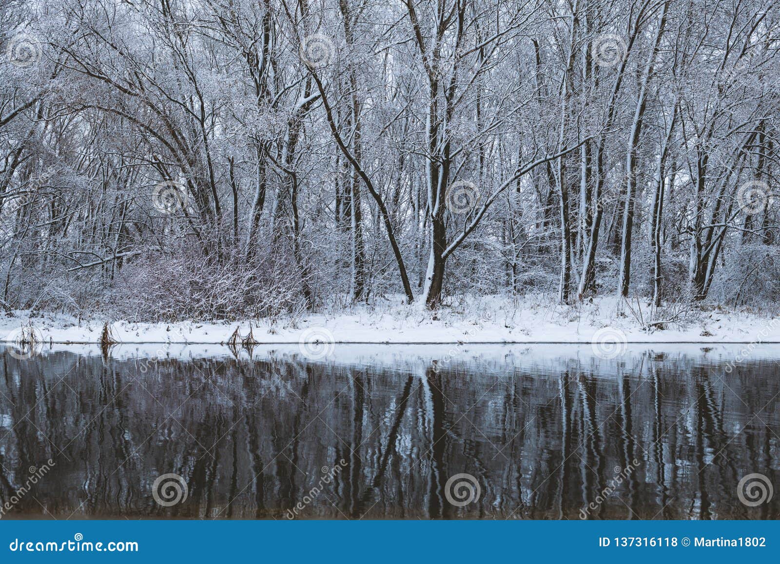 Winter Trees Reflected in the Water. Winter Landscape Stock Photo ...