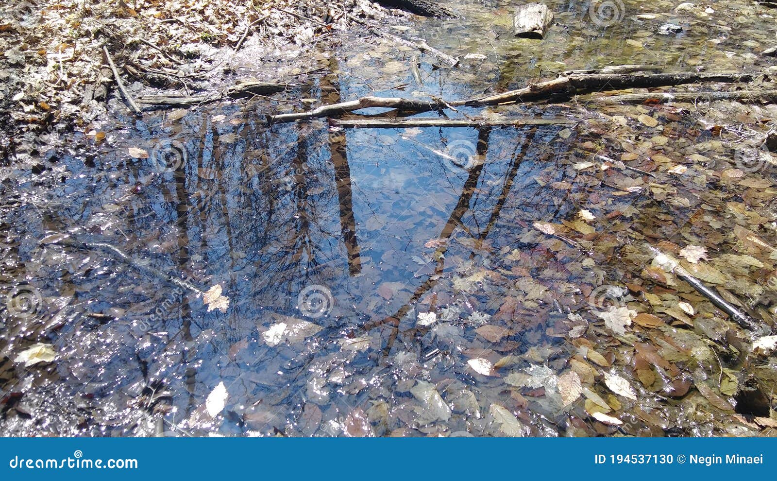 Reflection of the Woods in the Puddle Stock Photo - Image of background ...