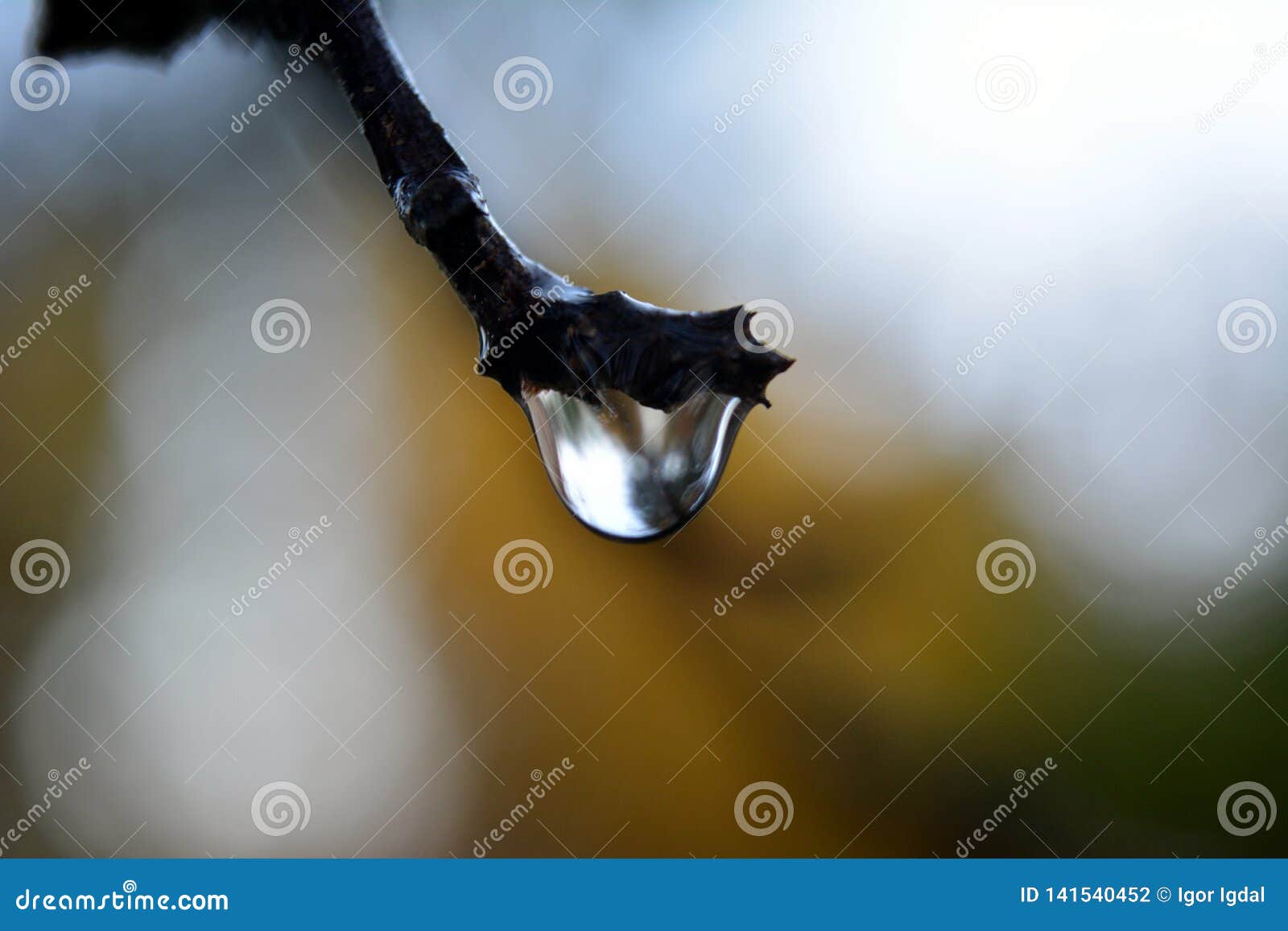 The Reflection of the World in a Large Raindrop Stock Photo - Image of ...