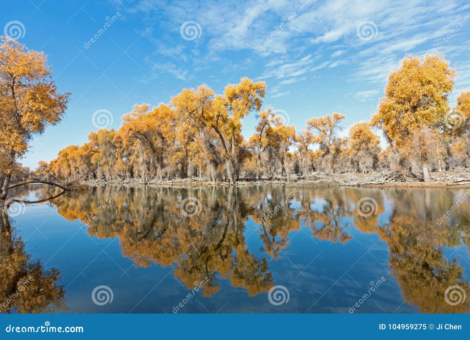 Reflection of Yellow Populus Euphratica Forest in Water Stock Image ...