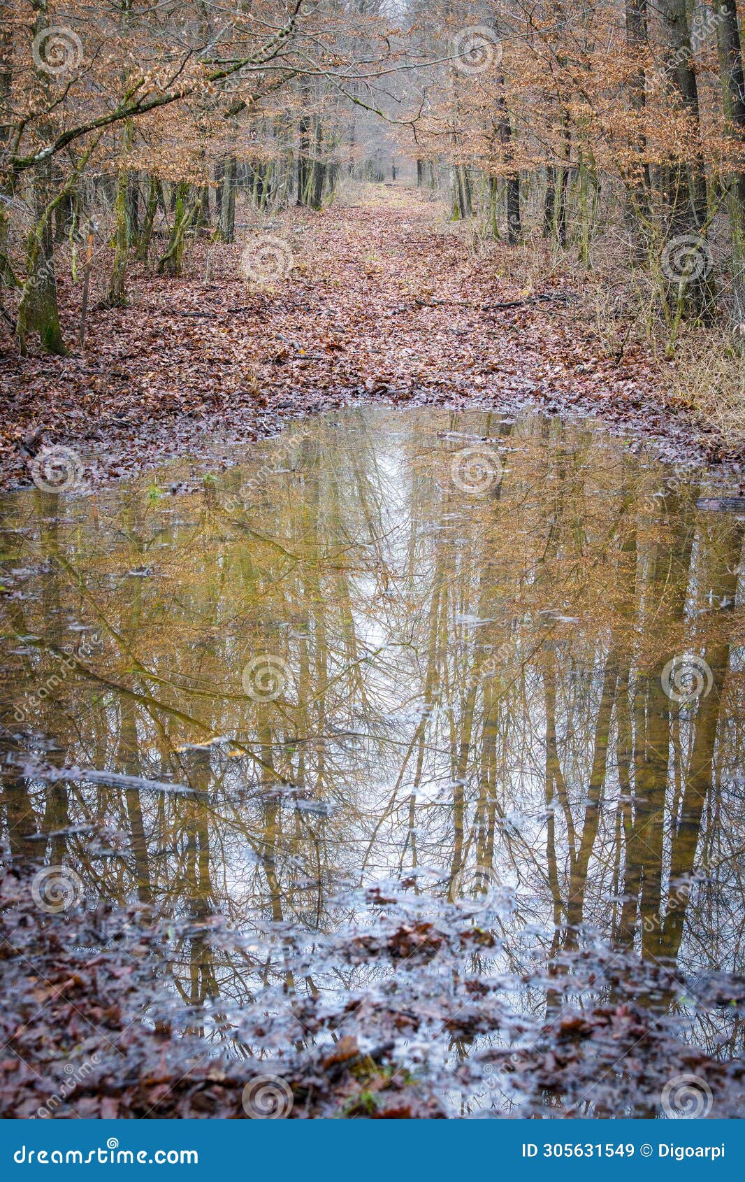 Reflection of Young Oak Trees in a Forest Puddle after Autumn Rain ...