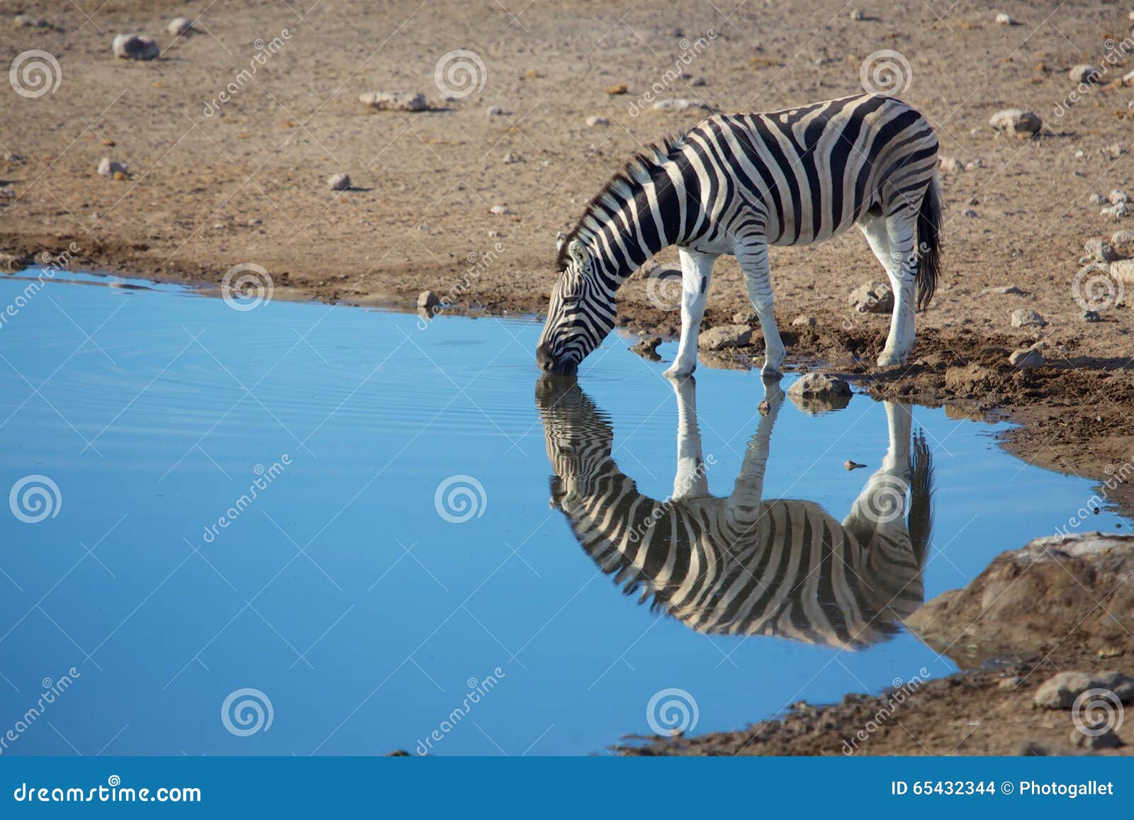 Reflection of a zebra stock photo. Image of mammal, national - 65432344