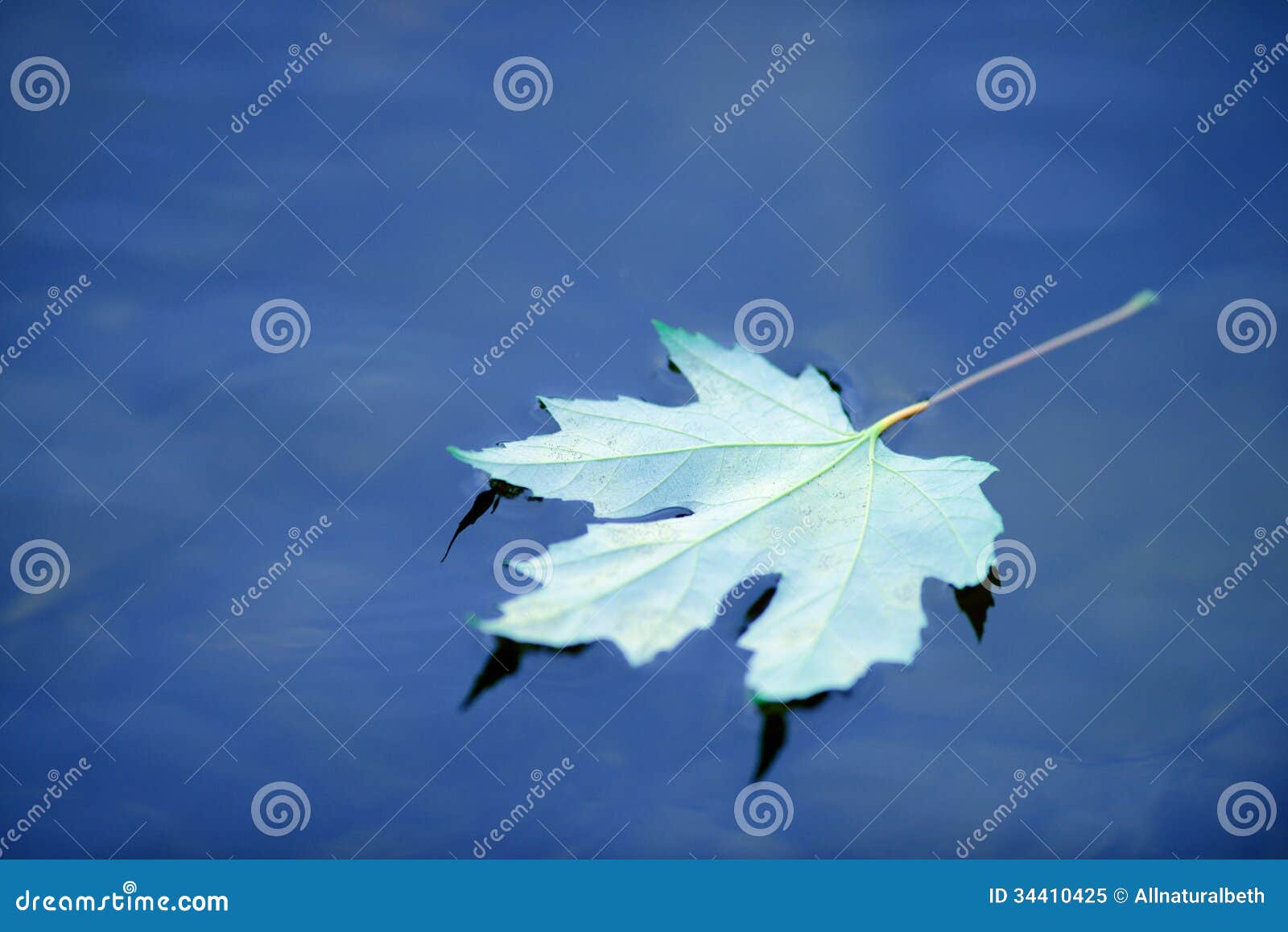 Reflection of Zen Maple Leaf in Pond Stock Image - Image of serenity ...