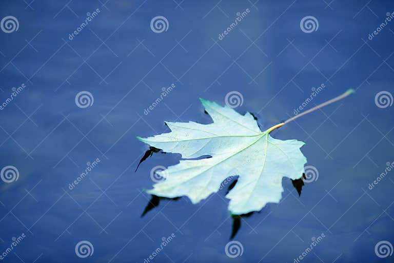 Reflection of Zen Maple Leaf in Pond Stock Image - Image of serenity ...