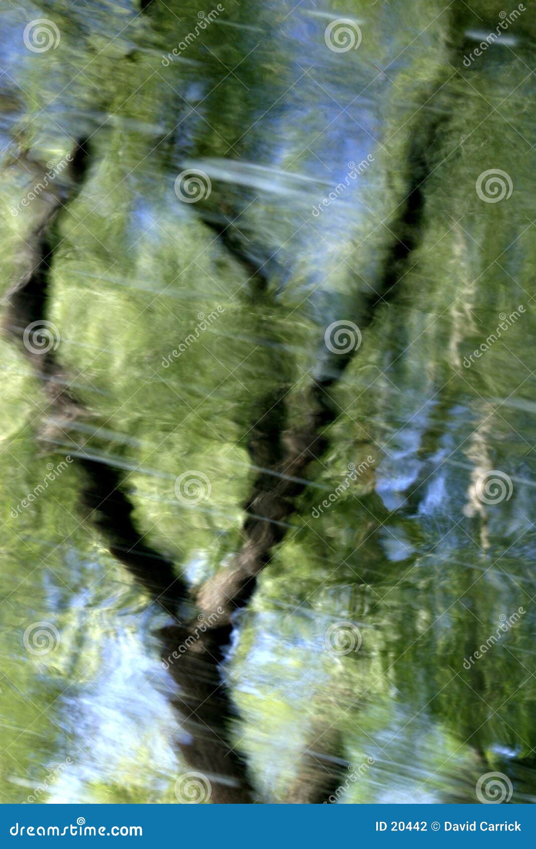 Reflections stock photo. Image of reflect, branches, natural - 20442