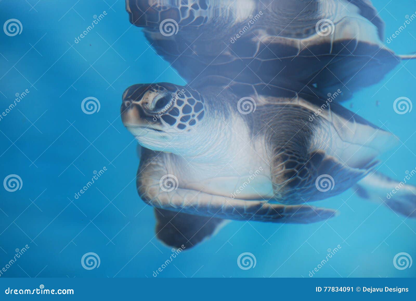 Reflections of a Baby Sea Turtle Stock Image - Image of loggerhead ...