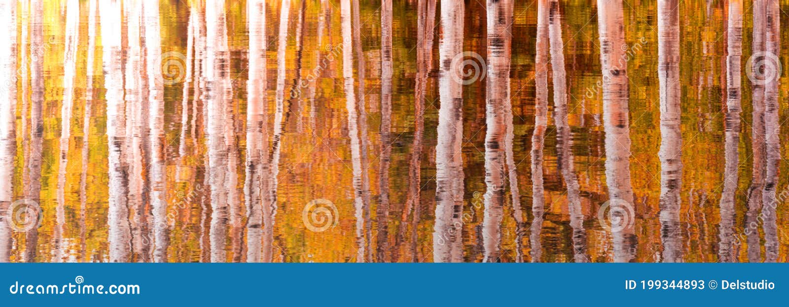 Reflections of Birch Tree Trunks and Golden Foliage in Water. Autumnal ...