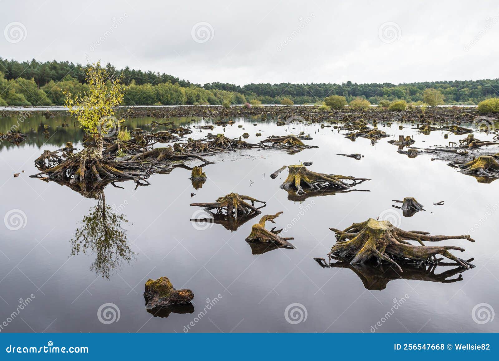 Reflections of Blakemere Moss Stock Photo - Image of cloud, bogland ...