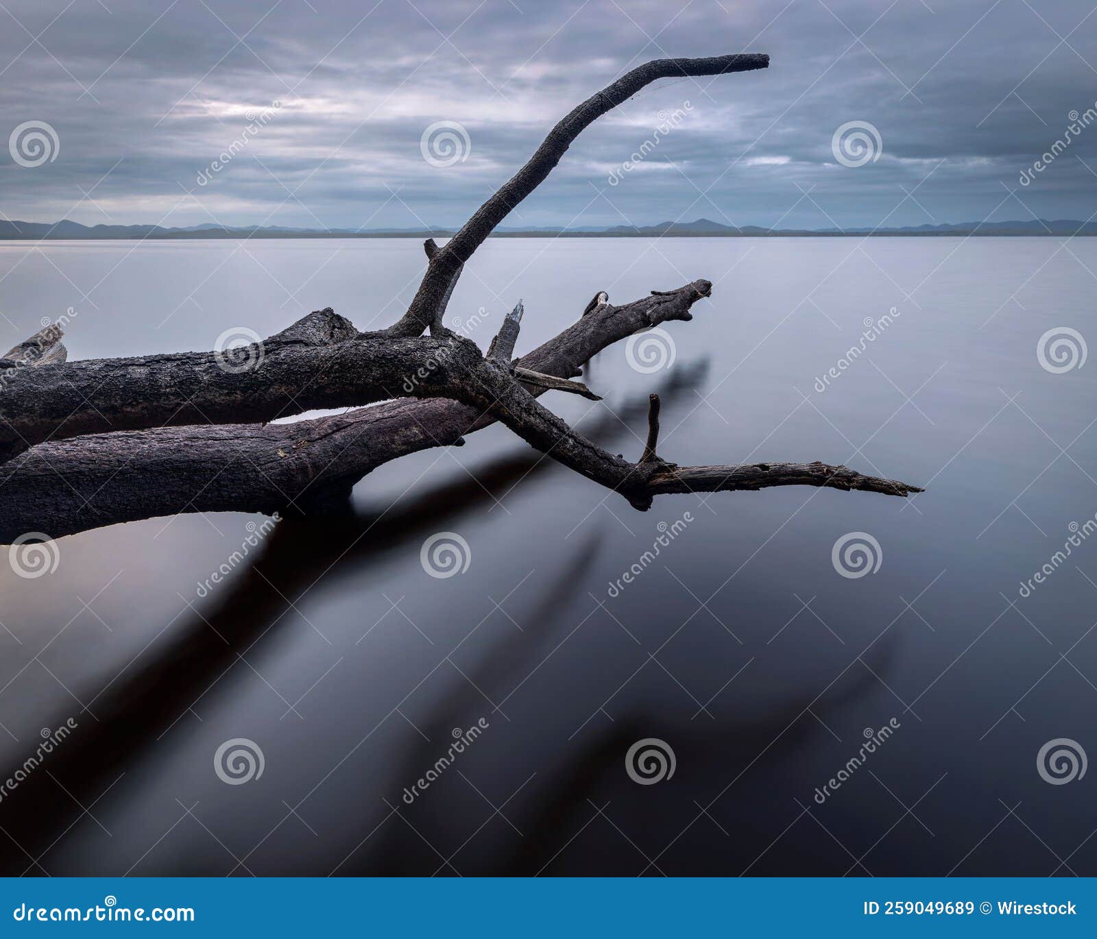 Reflections of Branches of a Fallen Tree on Myall Lake in Australia ...