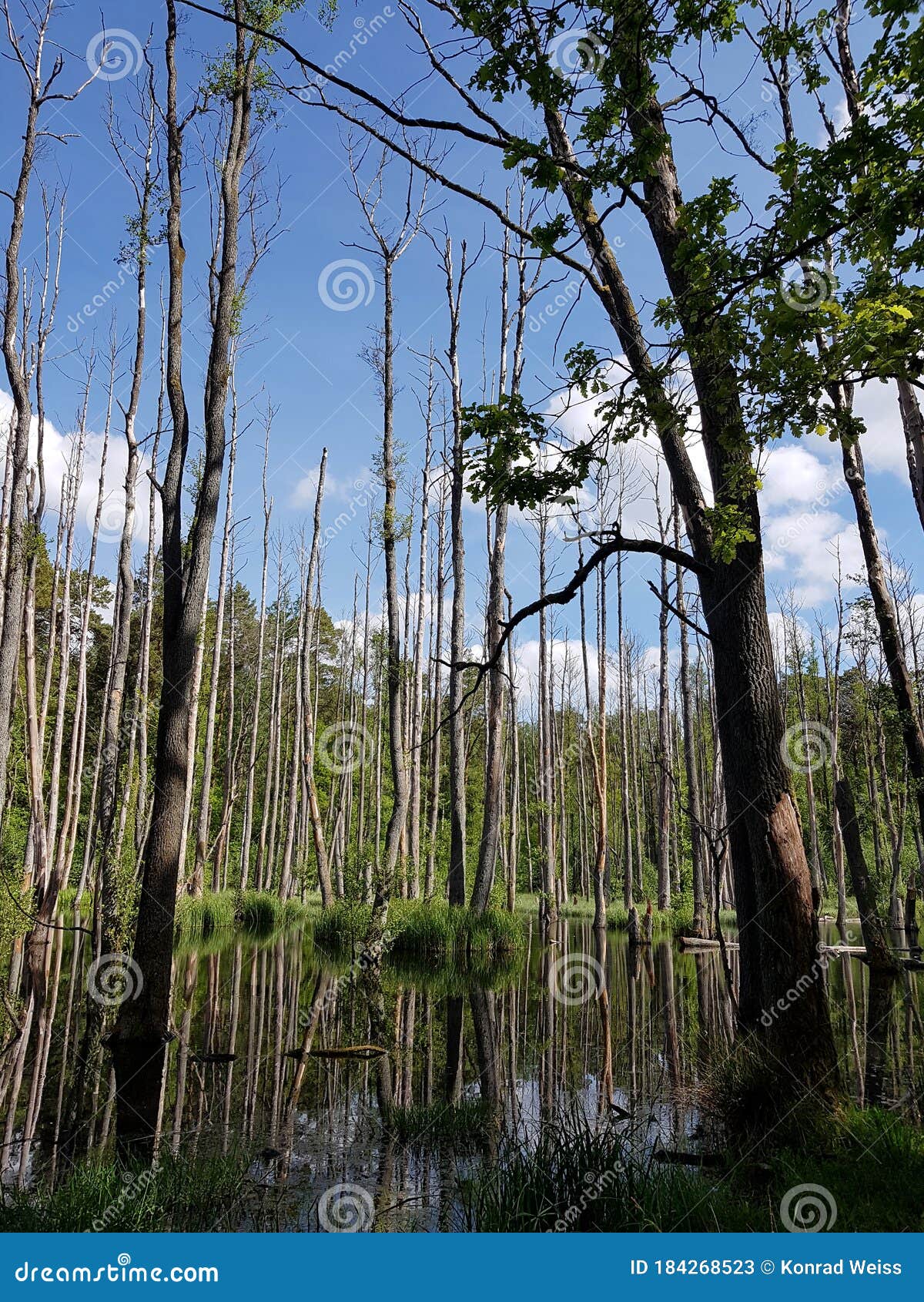 Reflections of Dead Trees in the Alder Marsh of Briese Stream, North of ...