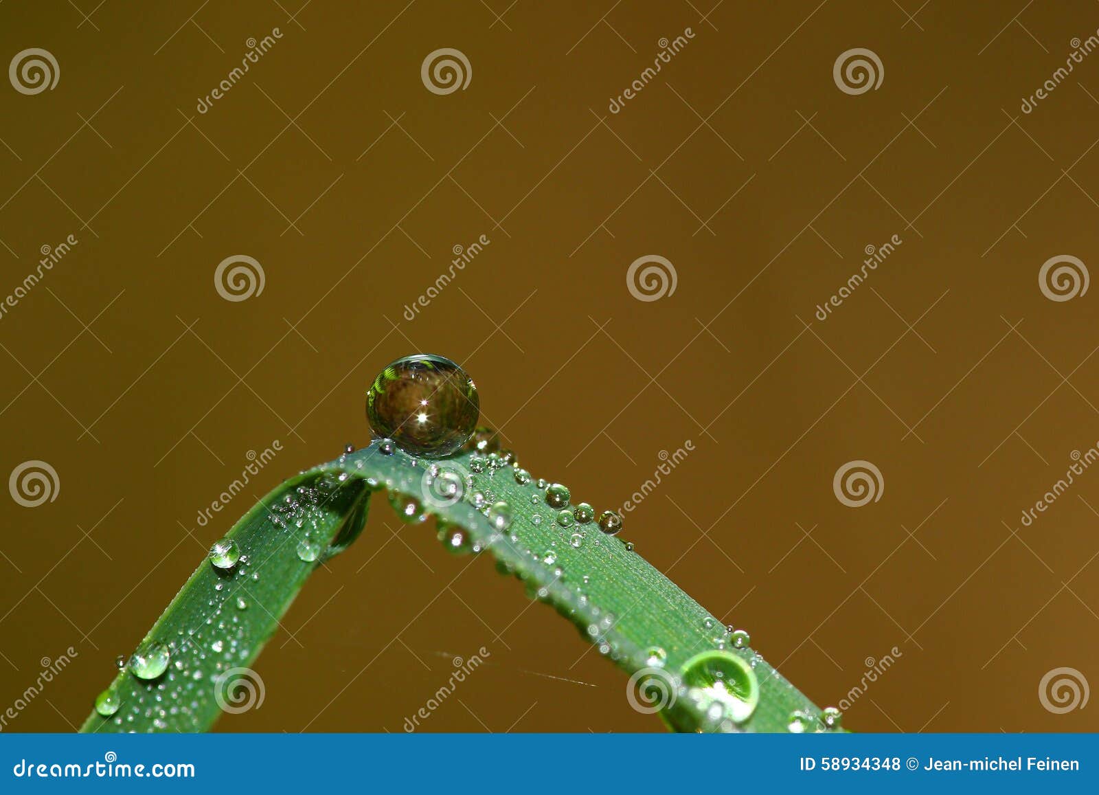 Reflections in Dew Droplets Stock Photo - Image of drop, botany: 58934348