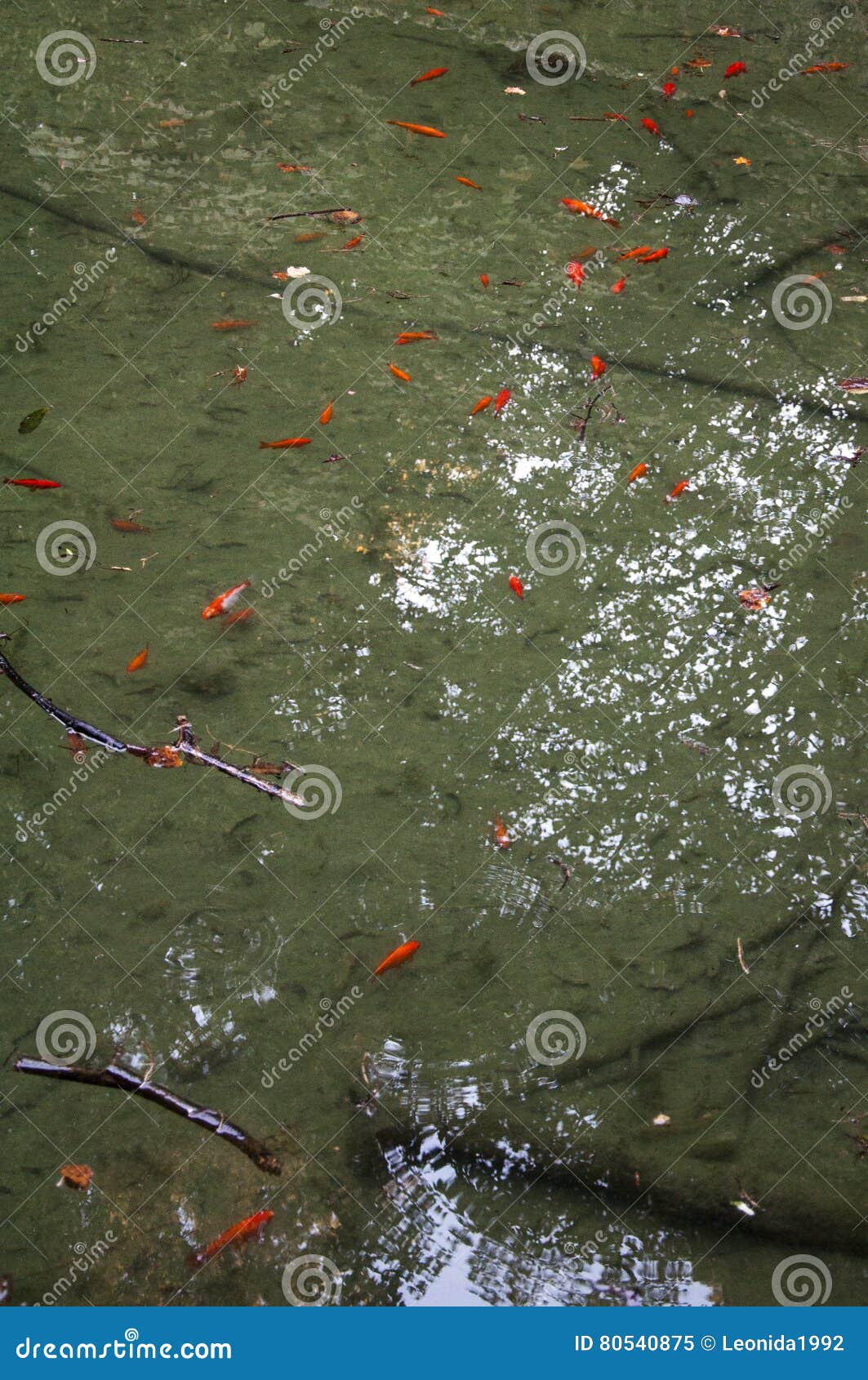 Reflections of fish stock image. Image of fountain, trees - 80540875