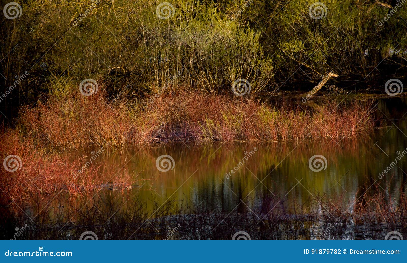 Reflections in a Flooded Marsh in Rural Ontario Canada Stock Photo ...