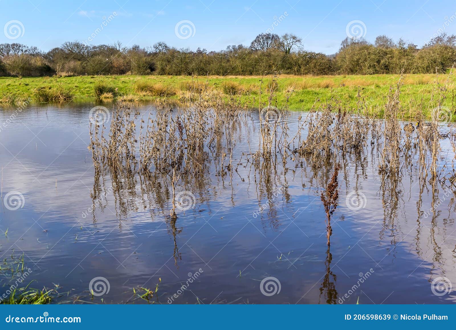 Reflections in a Marsh Near Redditch, UK Stock Image - Image of marsh ...