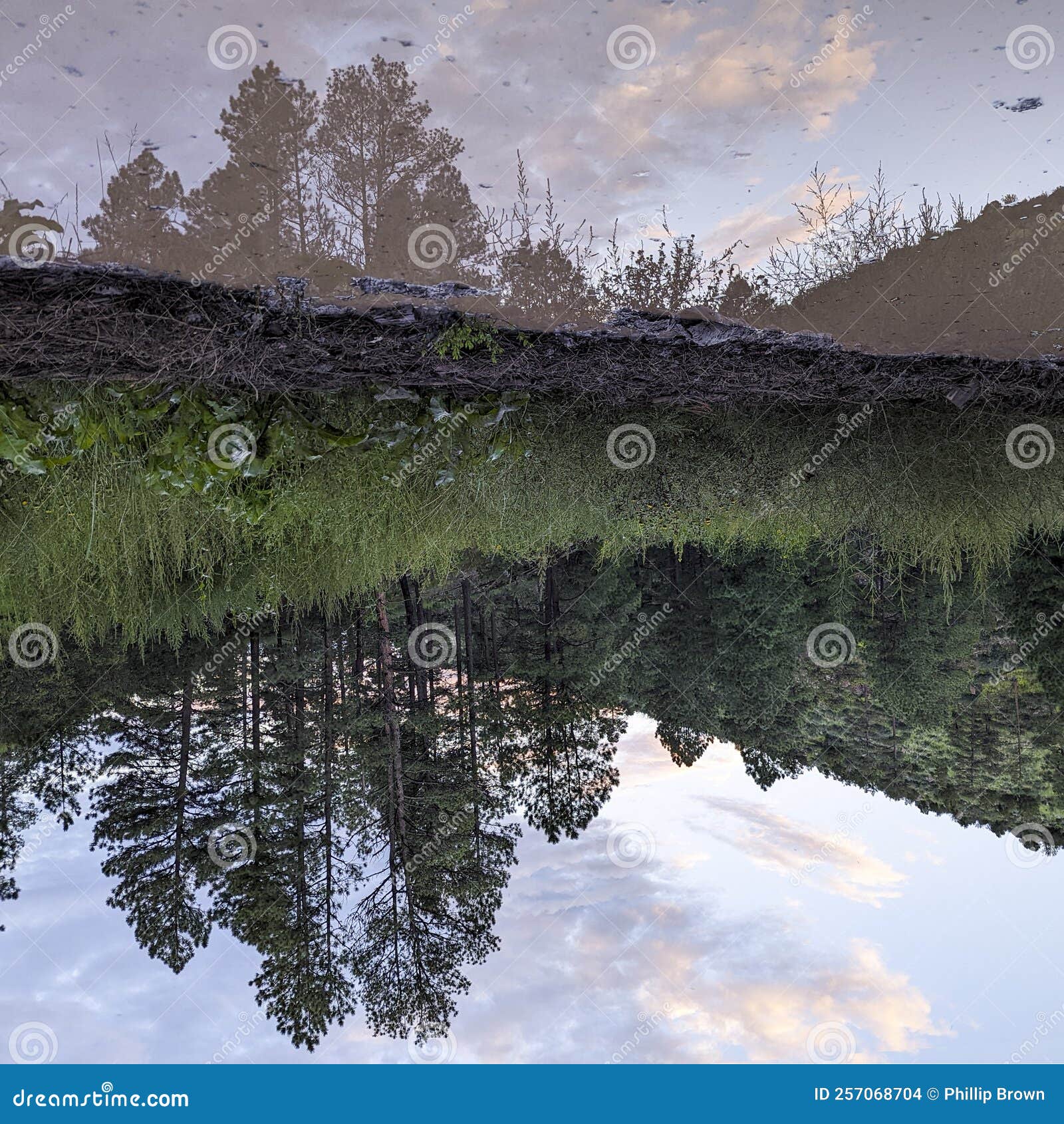 Reflections in a Mud Puddle on a Dirt Road Stock Photo - Image of wall ...