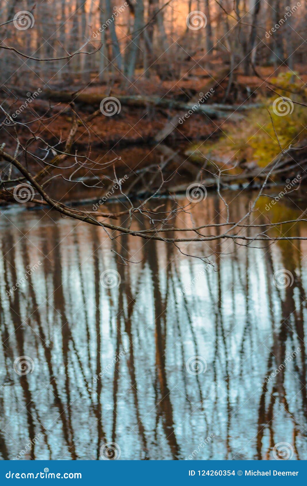 Reflections Off a Stream in a Forest during the Fall Stock Photo ...