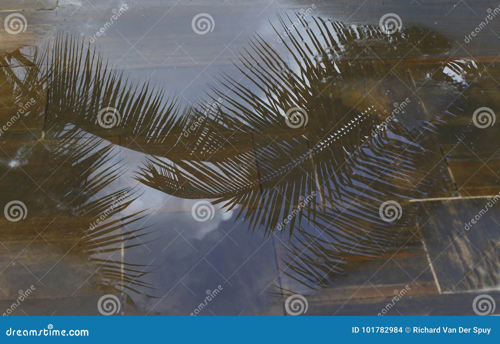 Reflections of Palm Leaves in a Puddle of Water Stock Photo - Image of ...