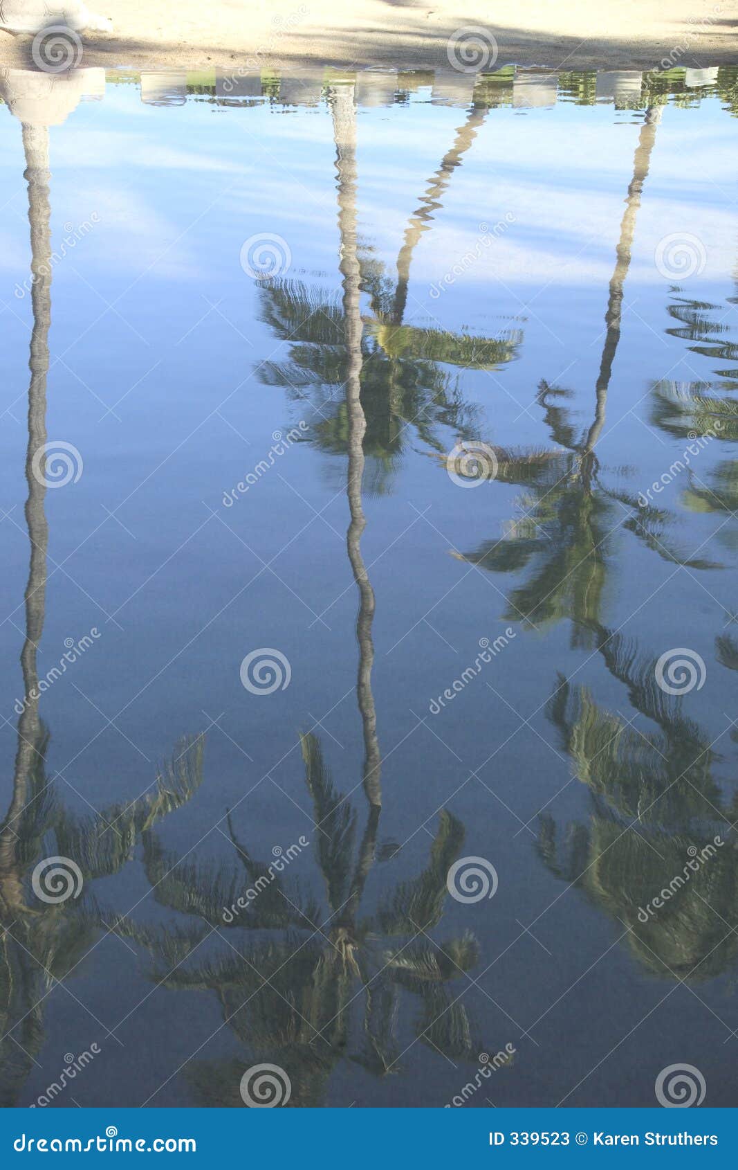 Reflections of palm trees stock image. Image of tropics - 339523