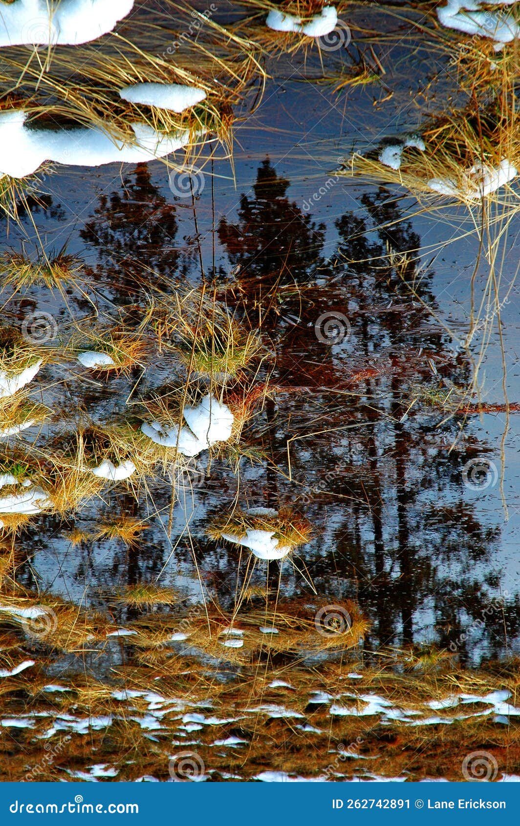 Reflections of Pine Trees in Wilderness in Water with Grass Stock Image ...