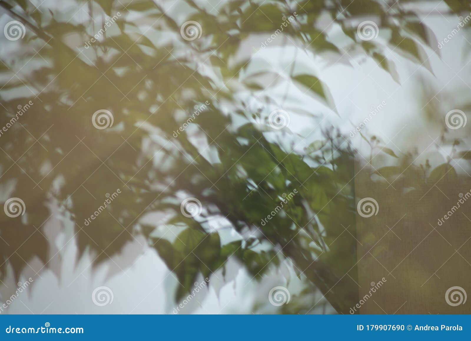 Reflections of Plants on the Window Stock Photo - Image of decoration ...