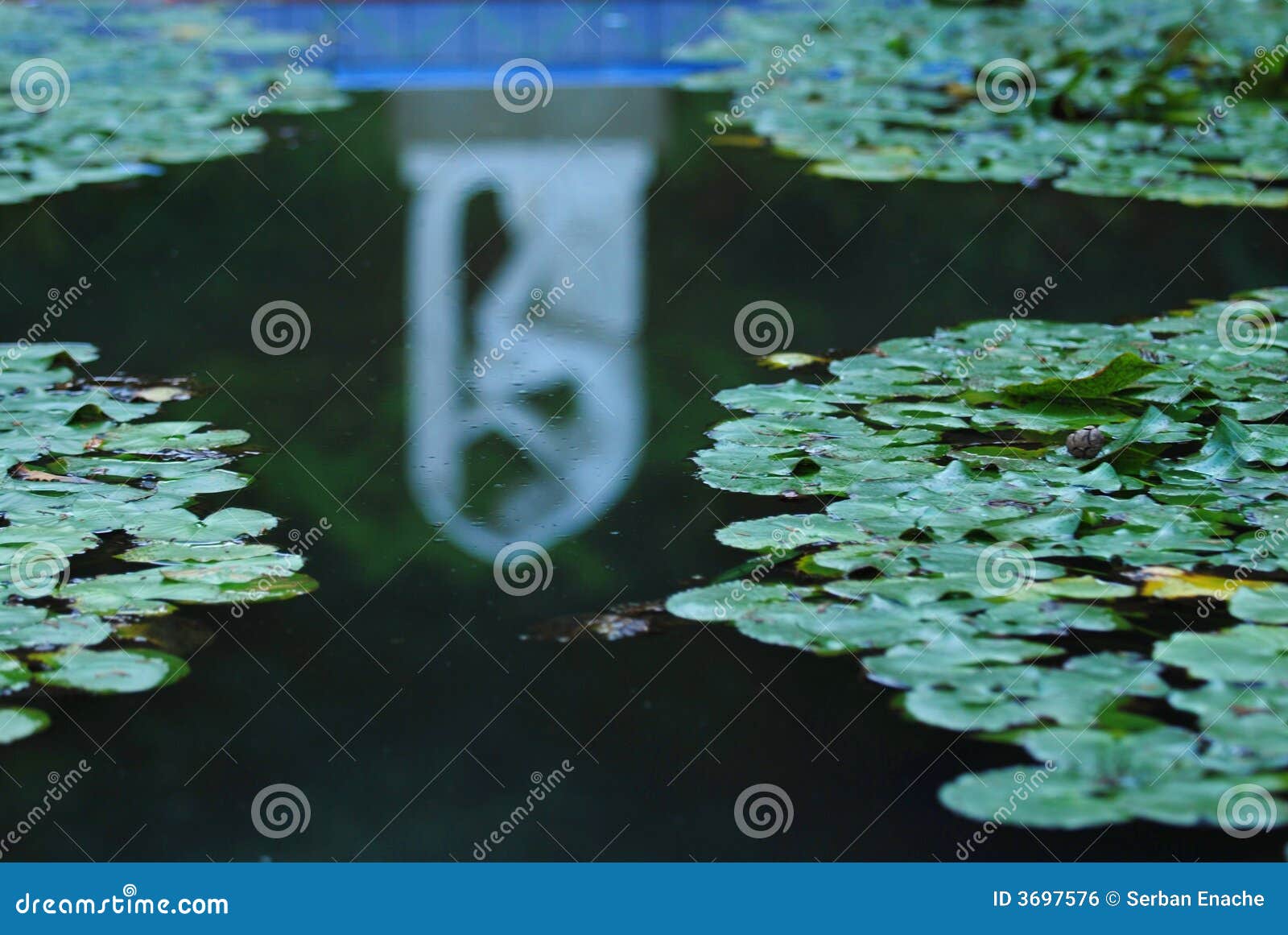 Reflections in a pond stock photo. Image of natural, reflection - 3697576
