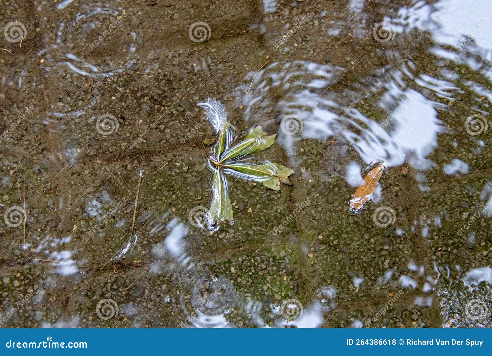 Reflections in a Puddle - Background Use Stock Photo - Image of scene ...