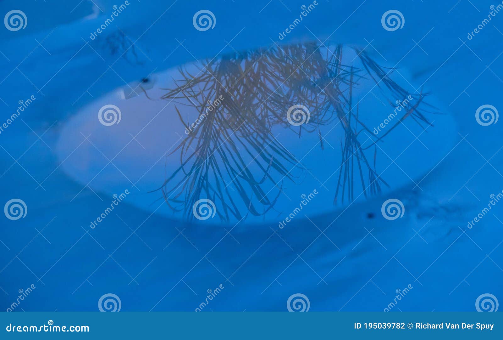 Reflections in a Puddle on a Pool Cover Stock Photo - Image of ...