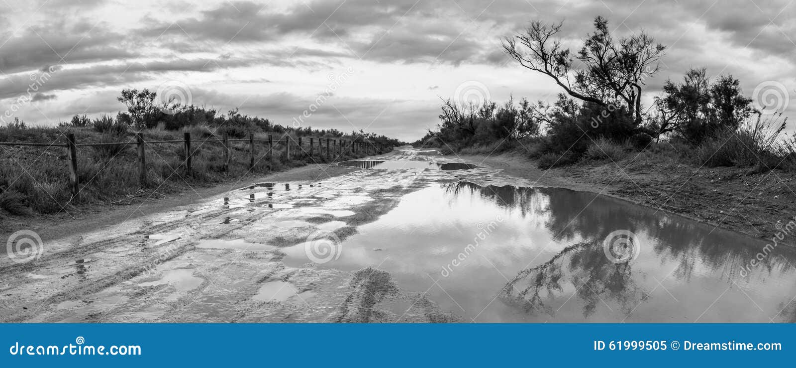 Reflections in puddle stock image. Image of road, weeds - 61999505