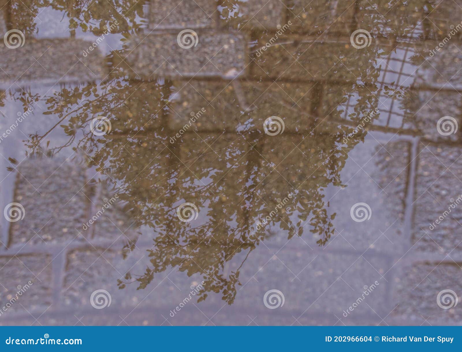 Reflections in a Rain Puddle Stock Photo - Image of paved, design ...