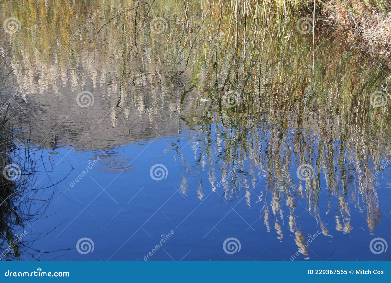 Reflections with Ripples stock image. Image of wetland - 229367565