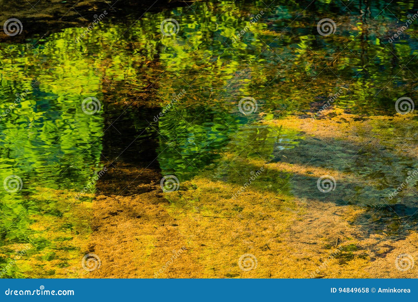 Reflections in a Shallow Stream Stock Photo - Image of forest ...