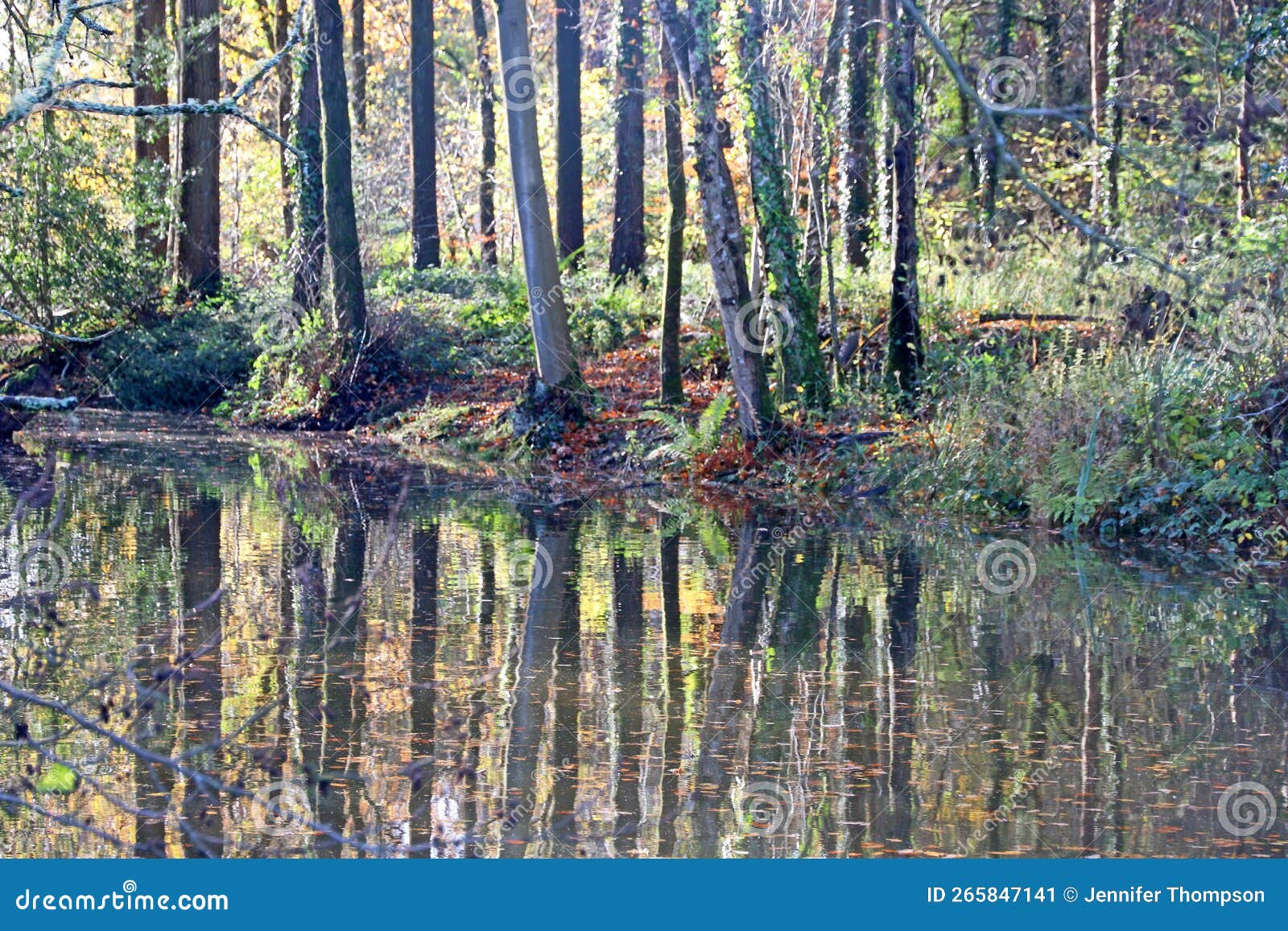 Reflections in Stover Country Park, Devon Stock Image - Image of ...