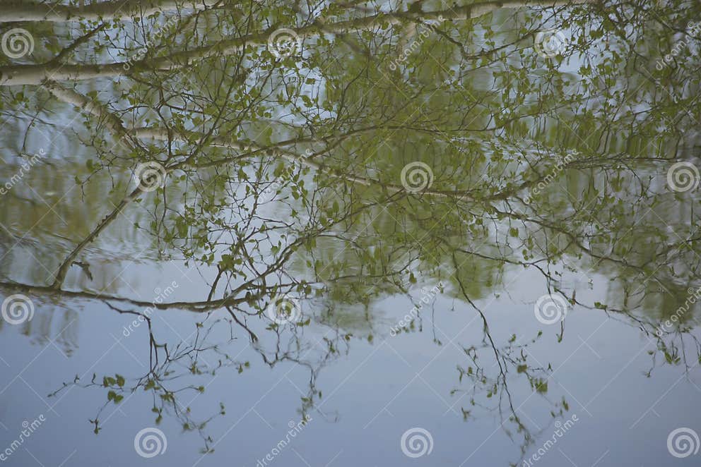 Reflections of a Summer Day. Stock Photo - Image of branch, trees: 42301906
