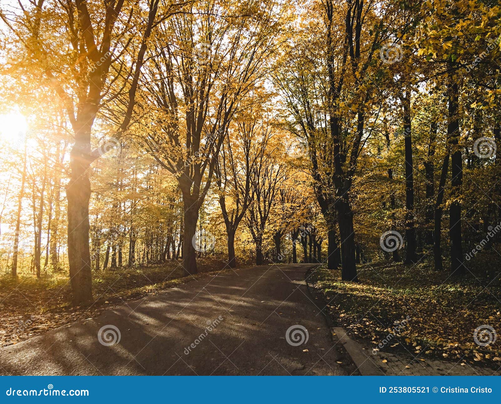 Autumn in the road stock image. Image of road, autumn - 253805521