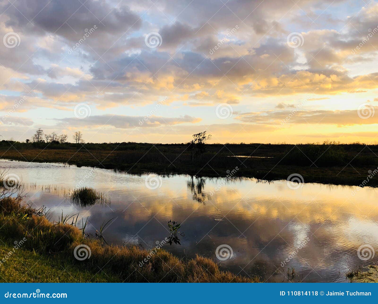 Sunset in the swamp stock photo. Image of lagoon, cypress - 110814118