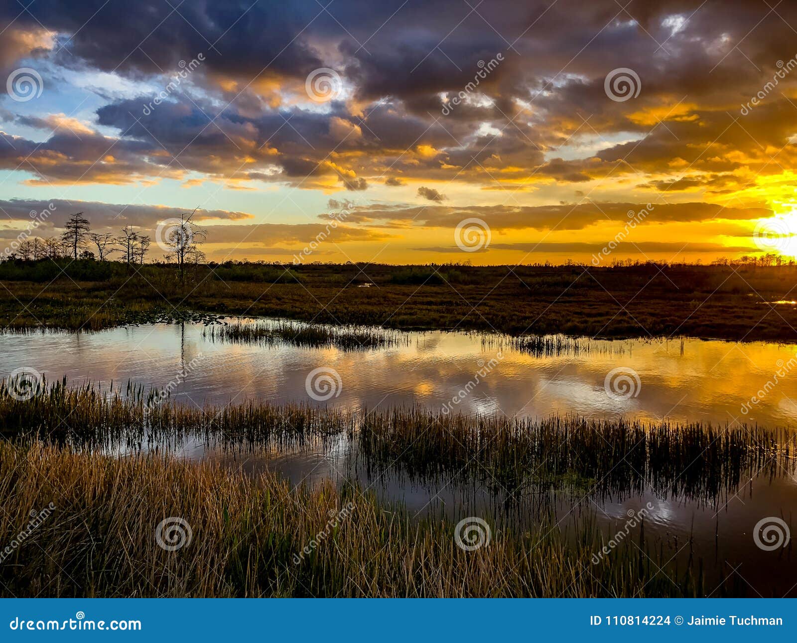 Sunset in the swamp stock photo. Image of carolina, park - 110814224