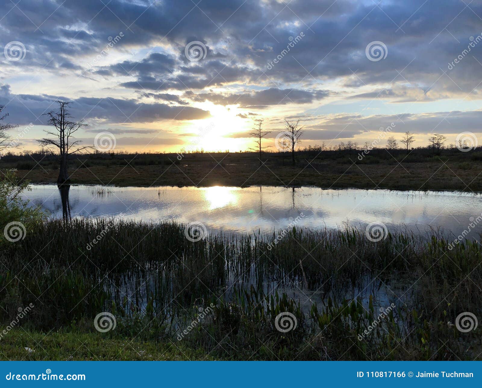Sunset in the swamp stock photo. Image of florida, forest - 110817166