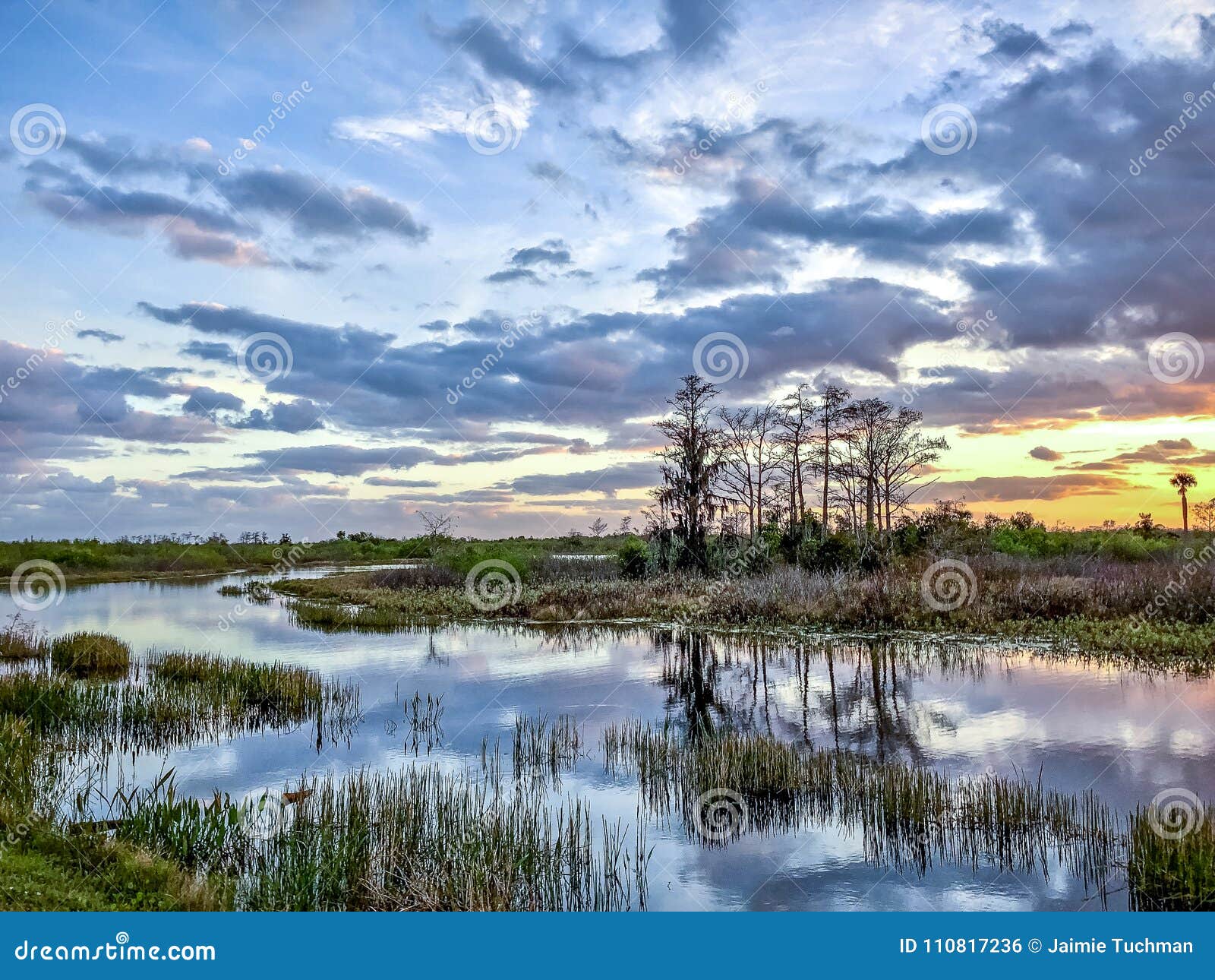 Sunset in the swamp stock photo. Image of everglades - 110817236