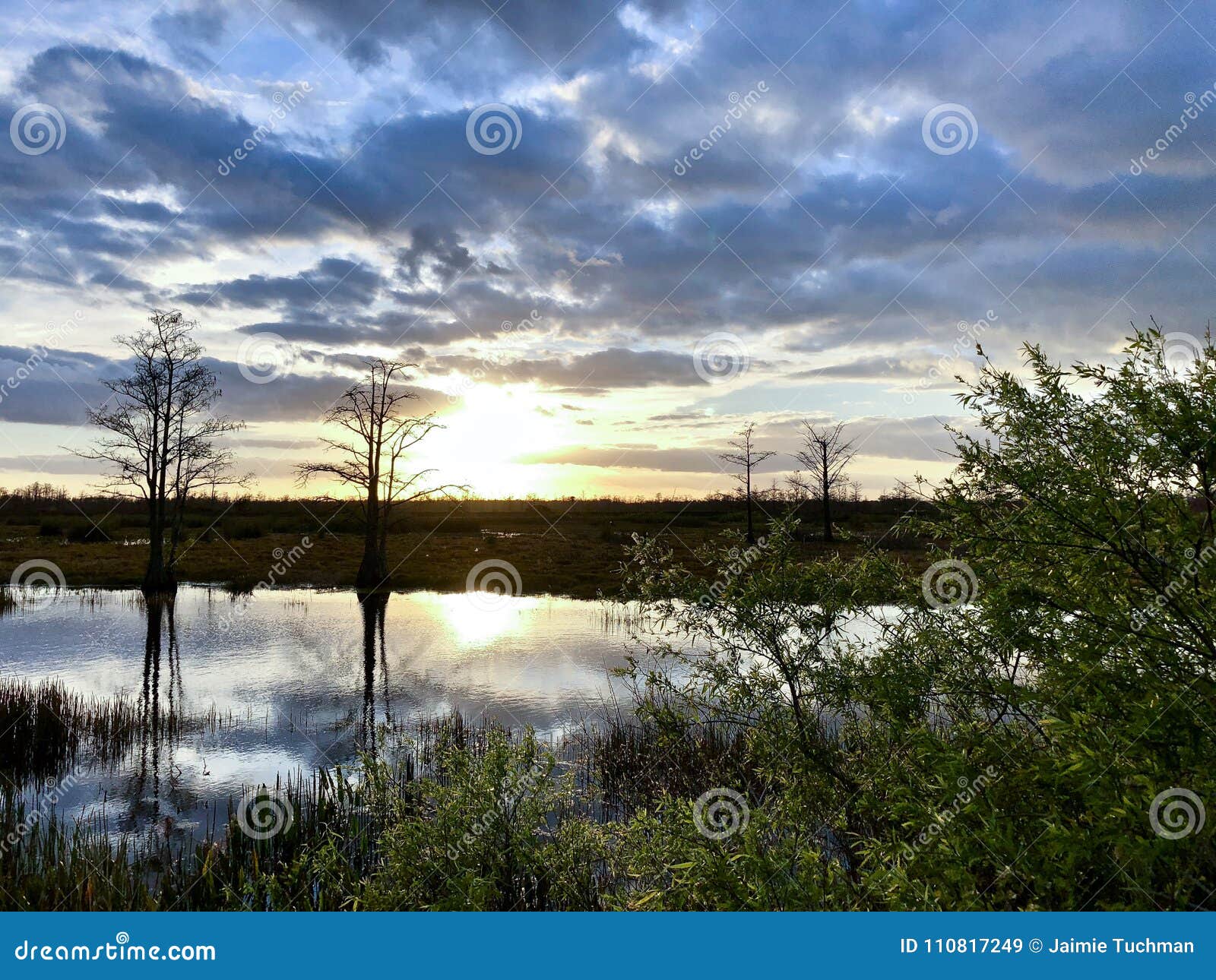 Sunset in the swamp stock image. Image of lake, cloud - 110817249