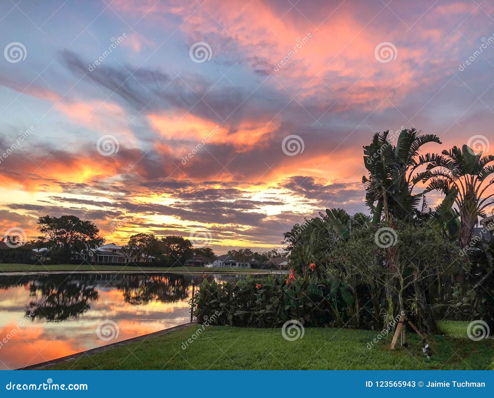 Sunset in the swamp stock image. Image of gulf, cane - 123565943