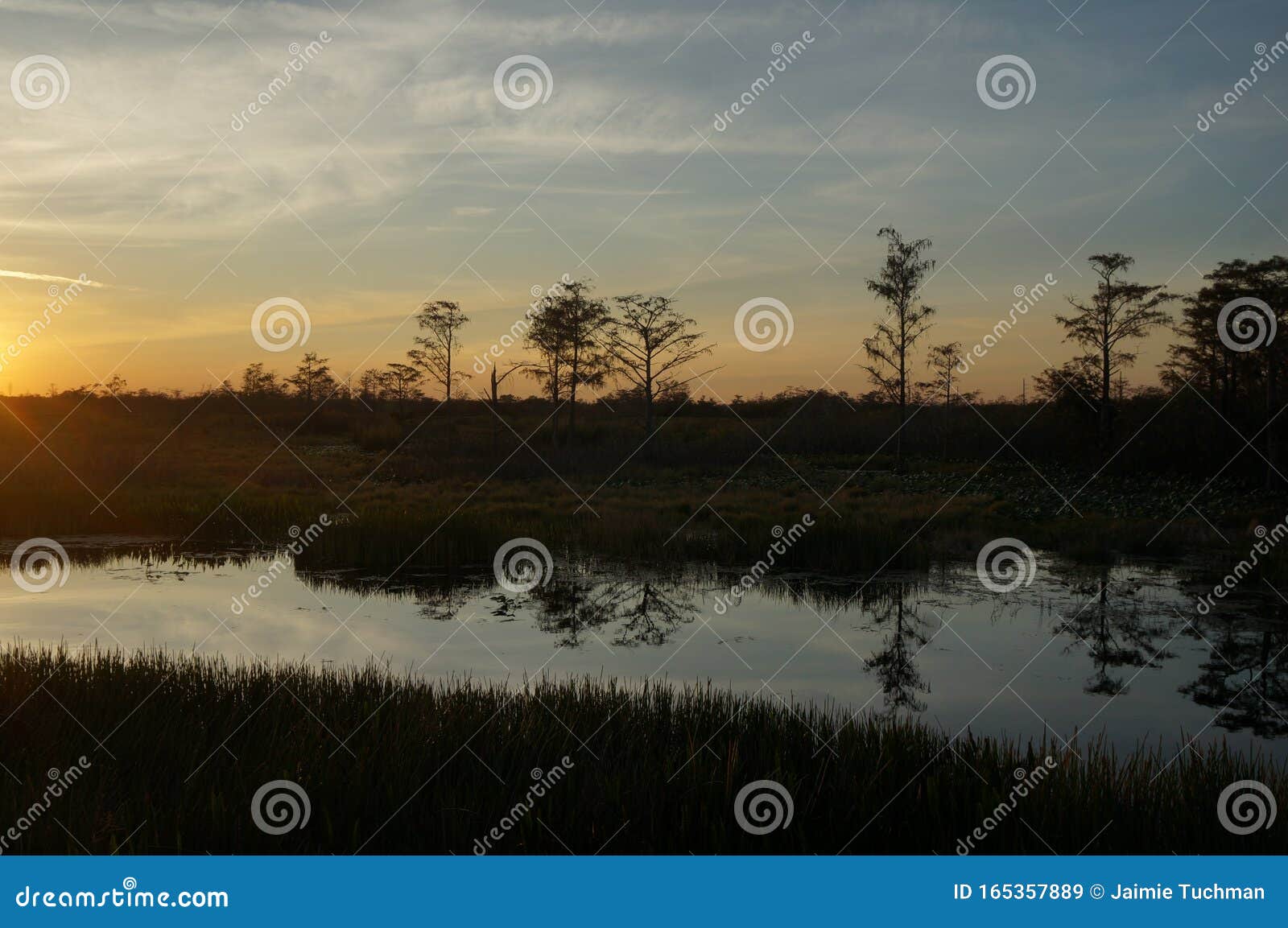 Sunset in the swamp stock image. Image of everglades - 165357889