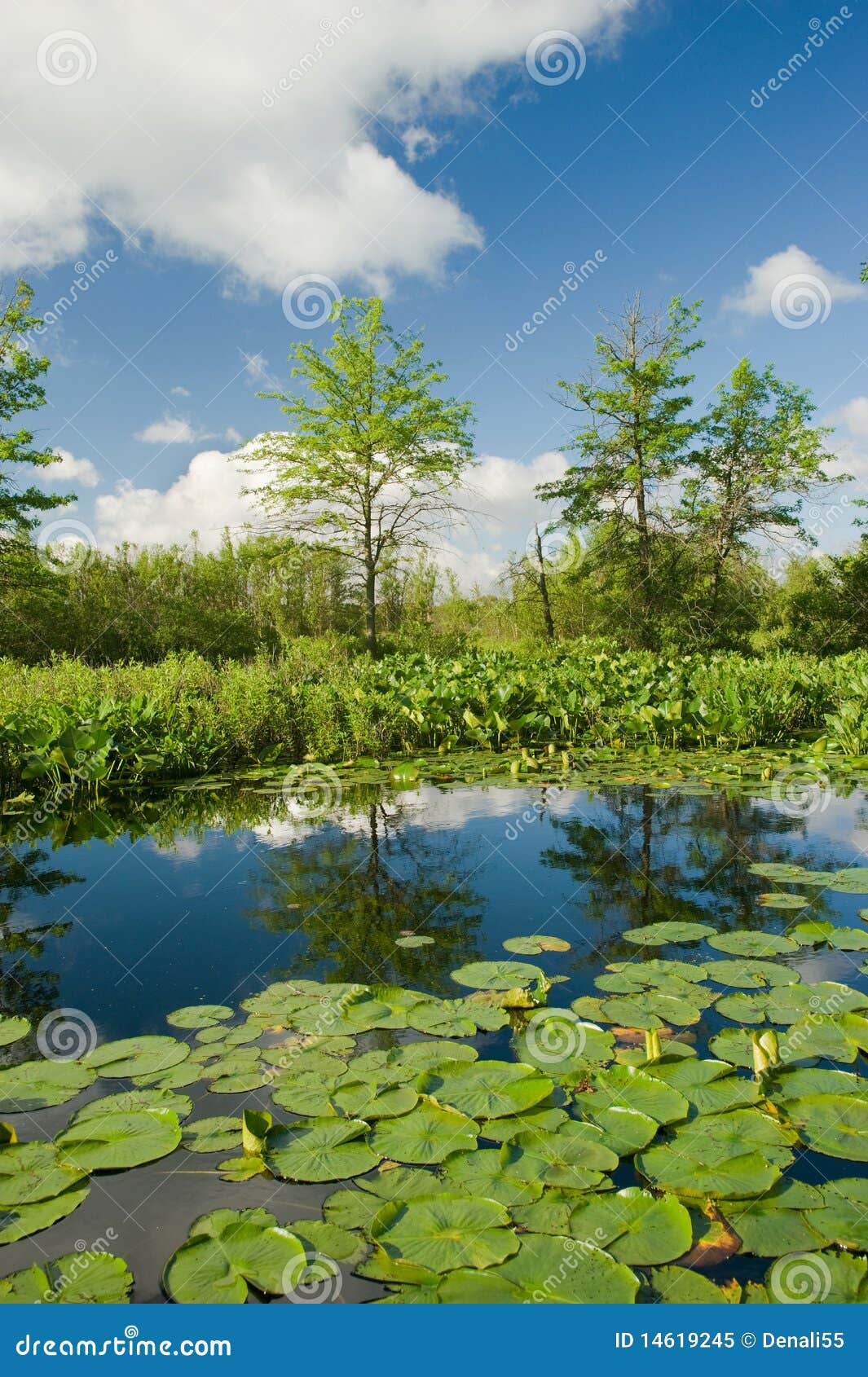 Reflections in swamp stock image. Image of scenic, environment - 14619245