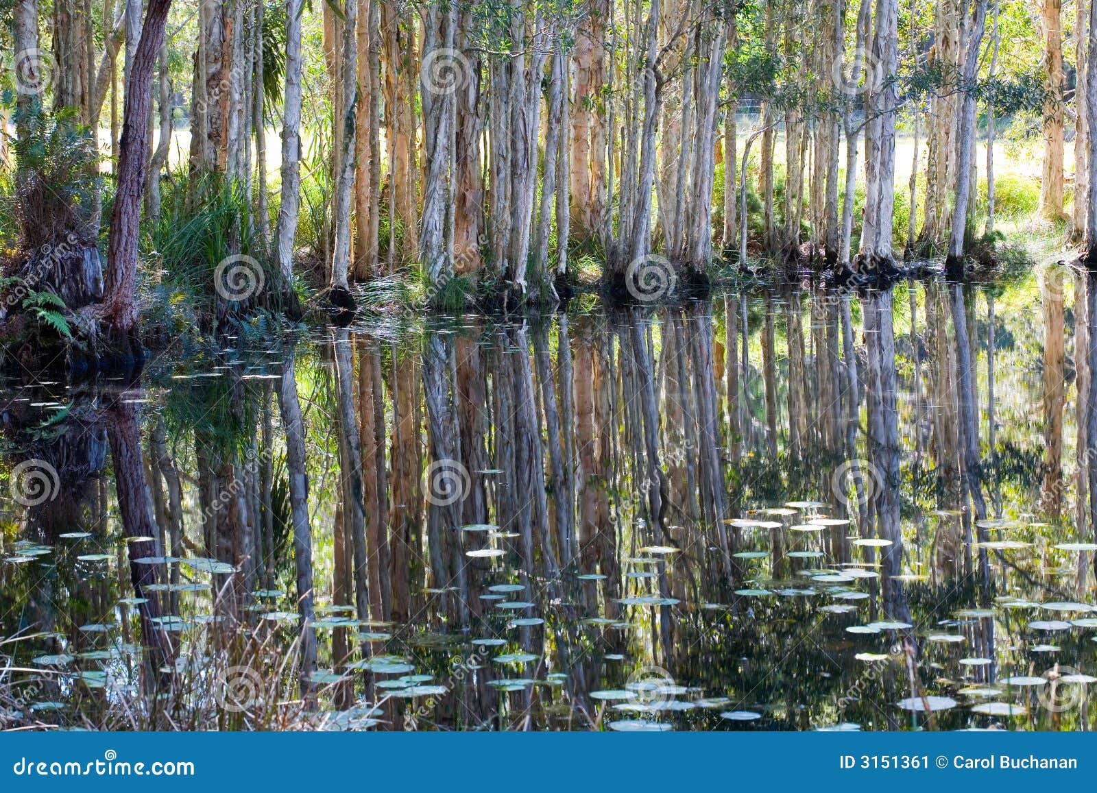 Reflections in a Swamp stock image. Image of marsh, peace - 3151361