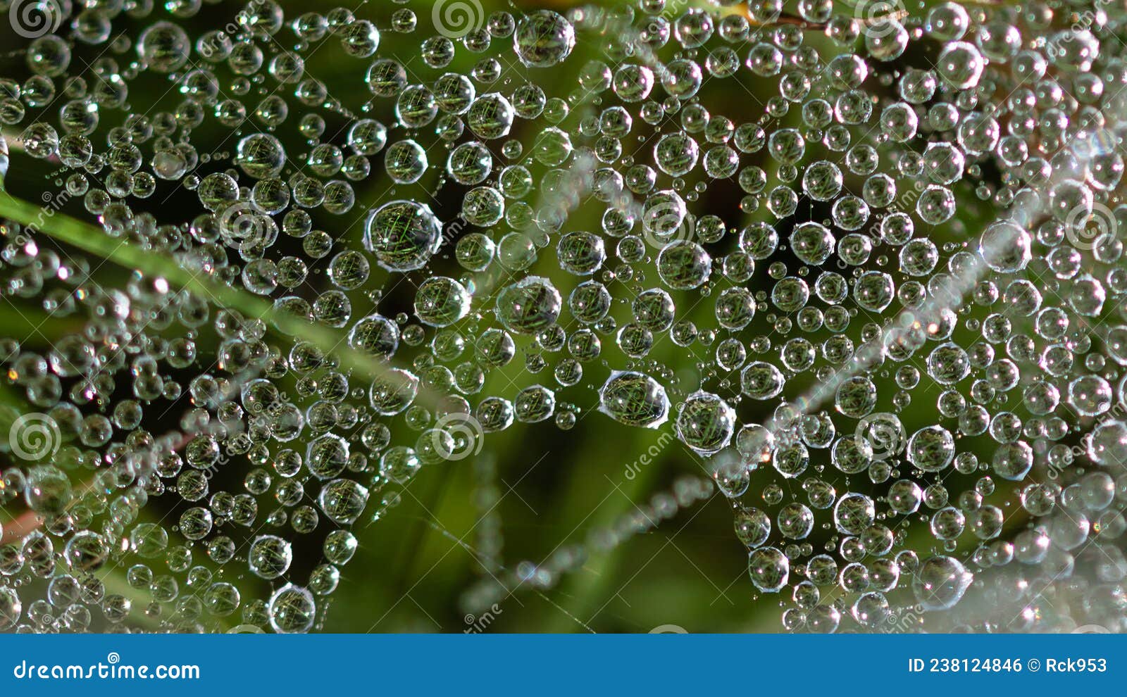 Reflections in the Tiny Drops of Dew Clinging To the Strands of a ...