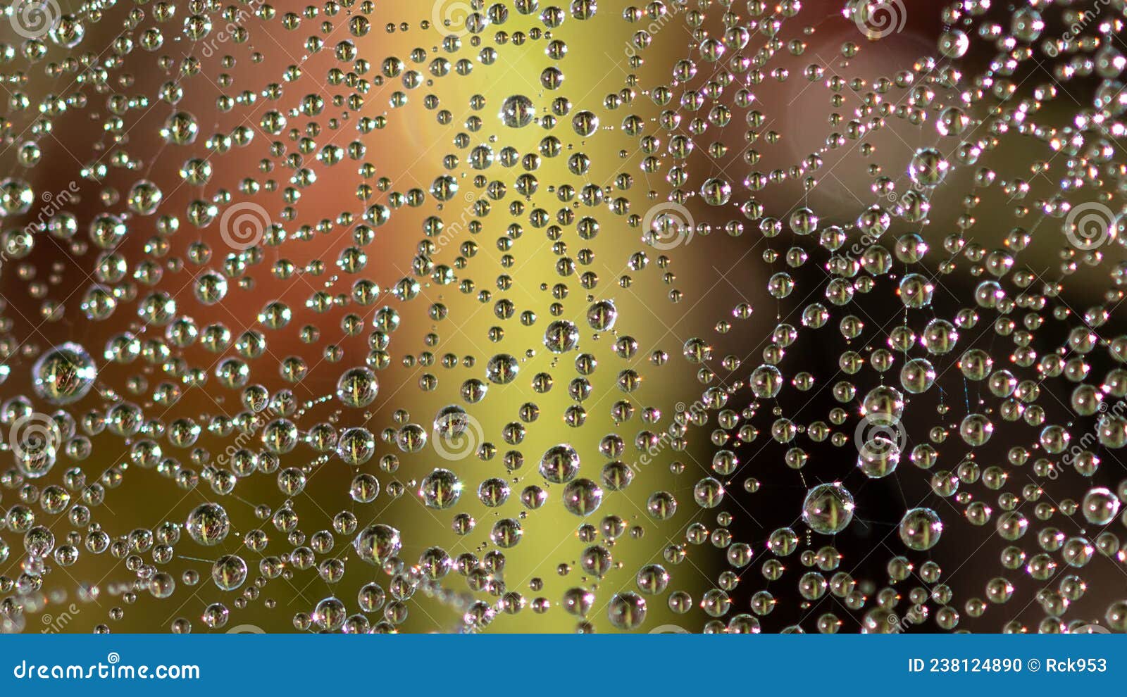 Reflections in the Tiny Drops of Dew Clinging To the Strands of a ...