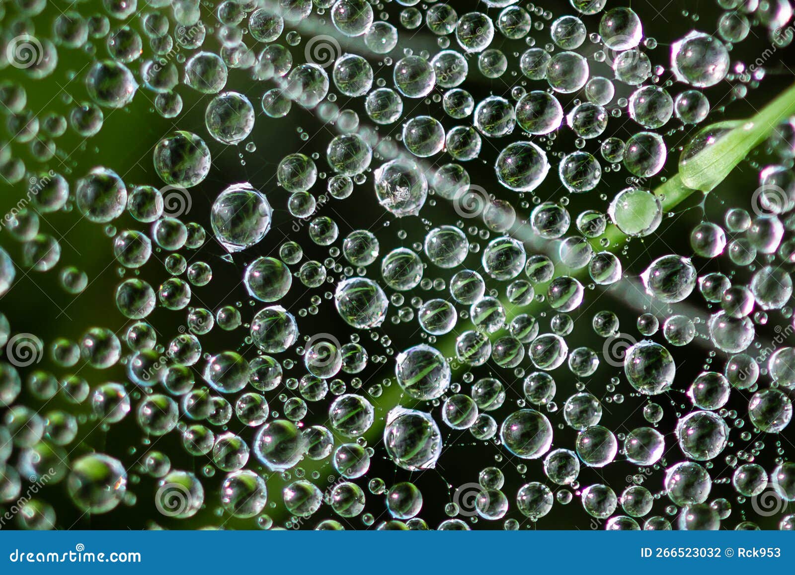 Reflections in the Tiny Drops of Dew Clinging To the Strands of a ...