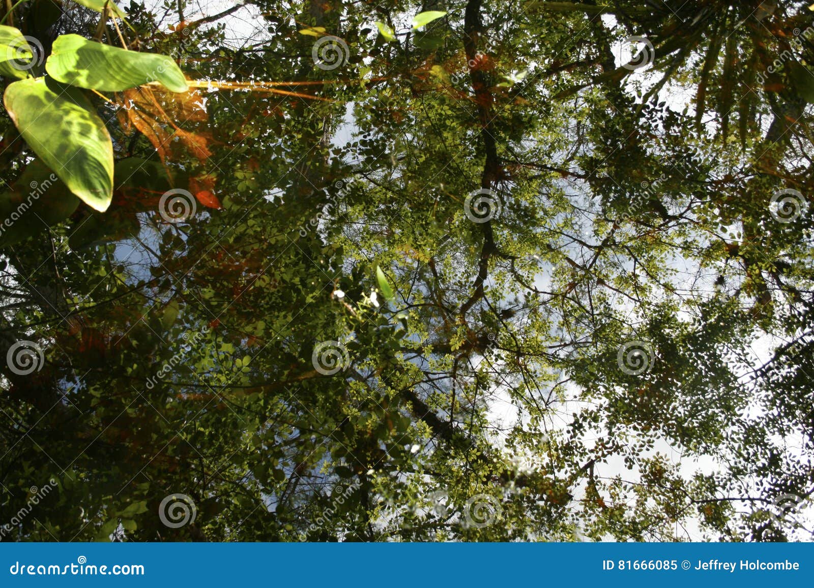Reflections of the Tree Canopy on a Pool of Water in Florida. Stock ...