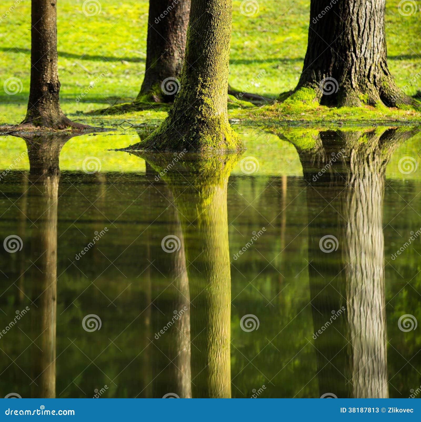 Reflections of trees stock image. Image of spring, park - 38187813