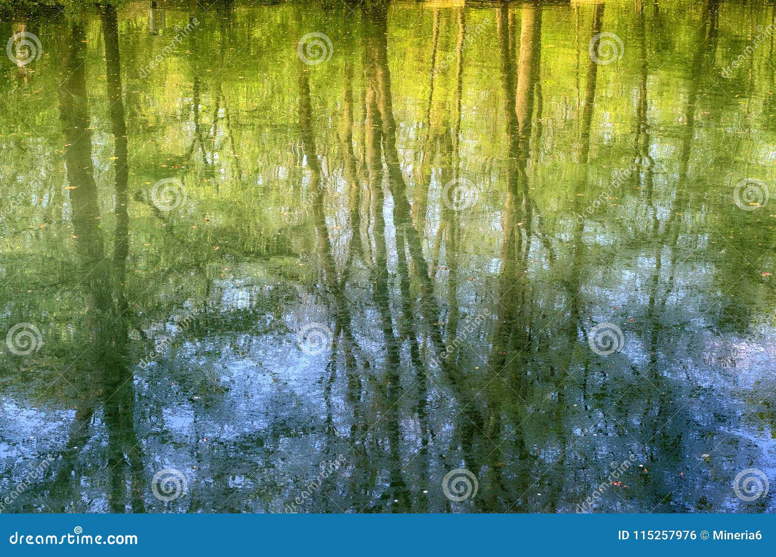 Reflections of Trees and Branches Over a Water Stock Photo - Image of ...