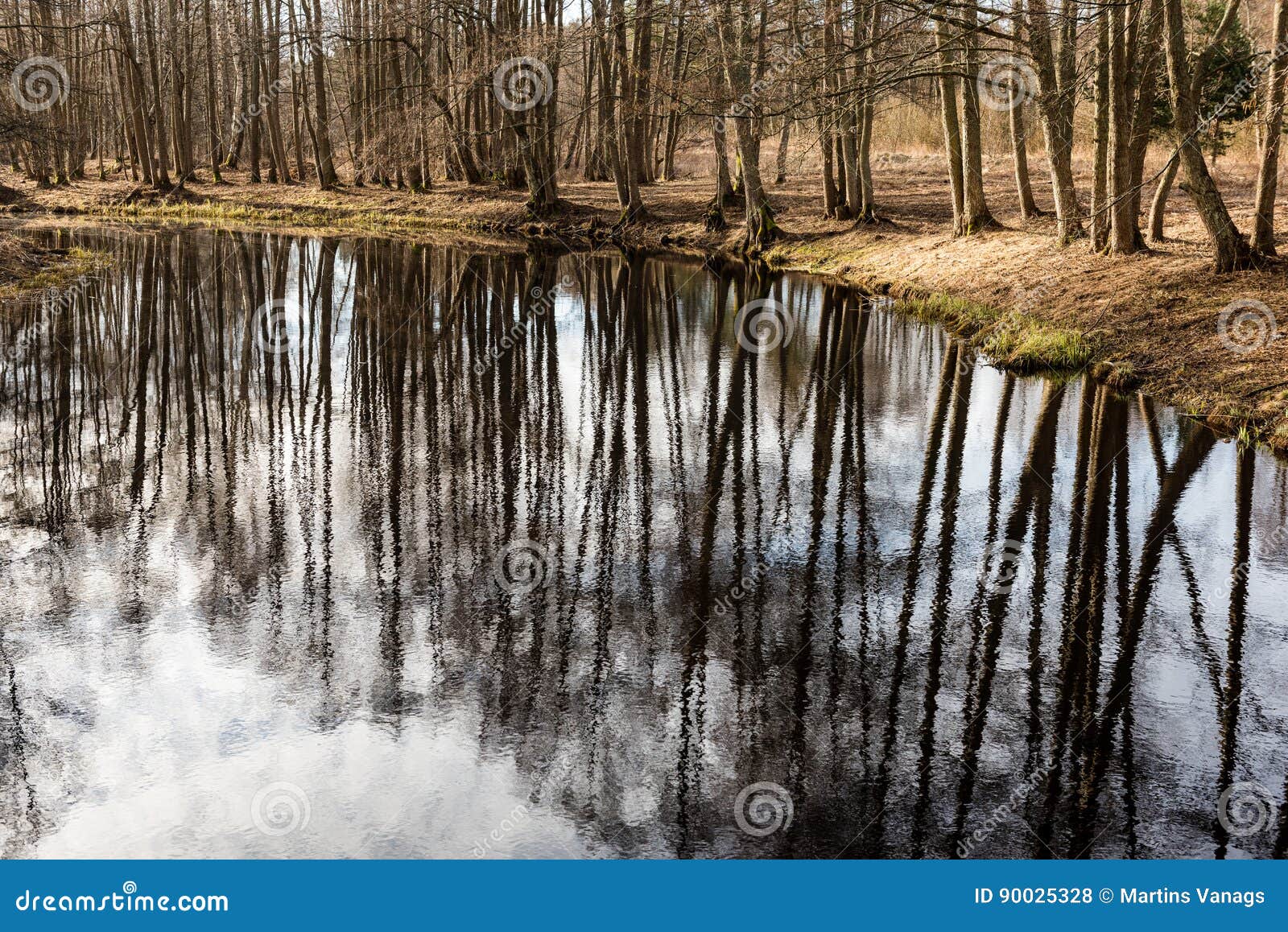 Reflections of Trees in the Lake Water Stock Photo - Image of sunlight ...